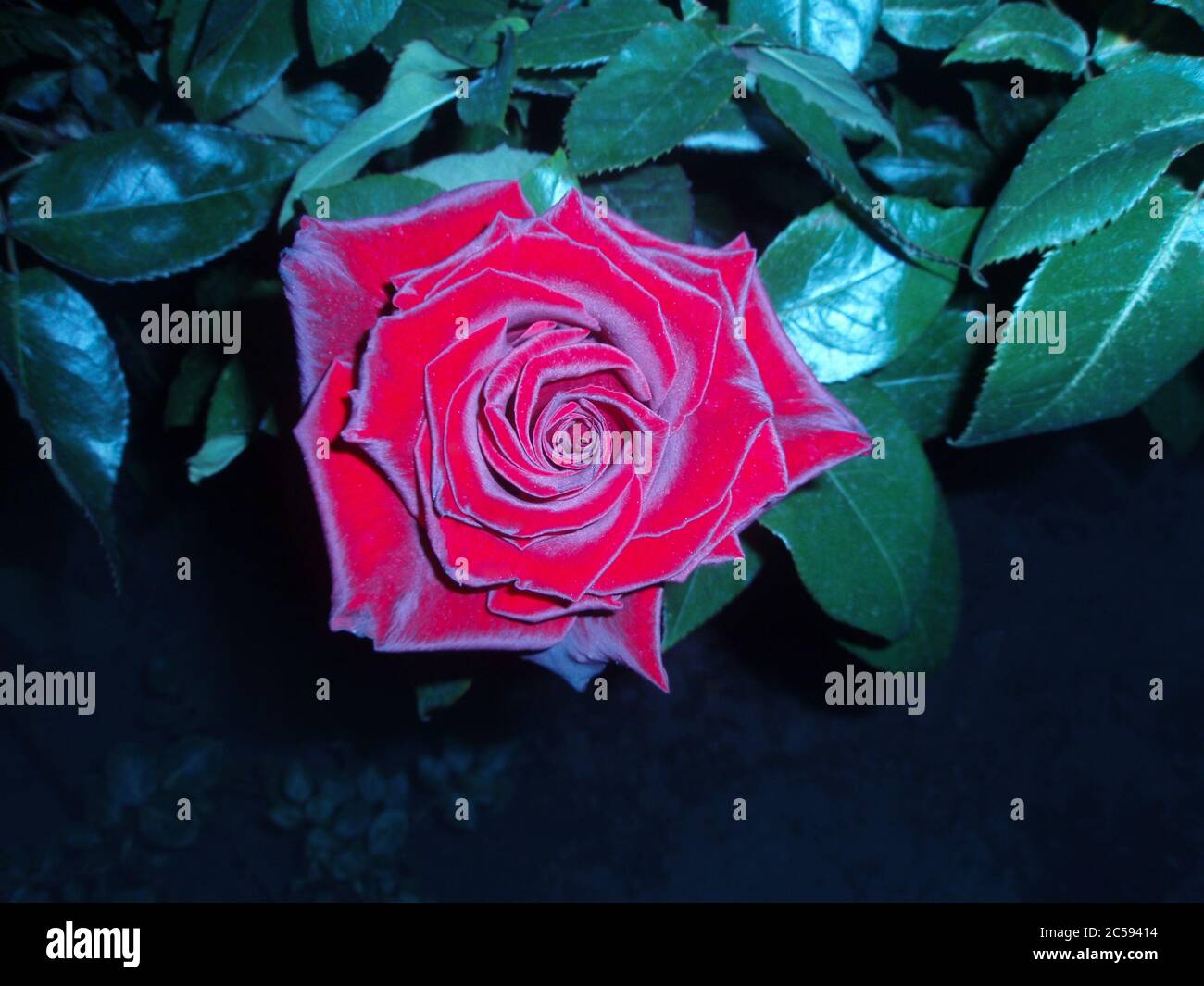 Red roses on a bush in a garden at night. Red rose flower background at ...