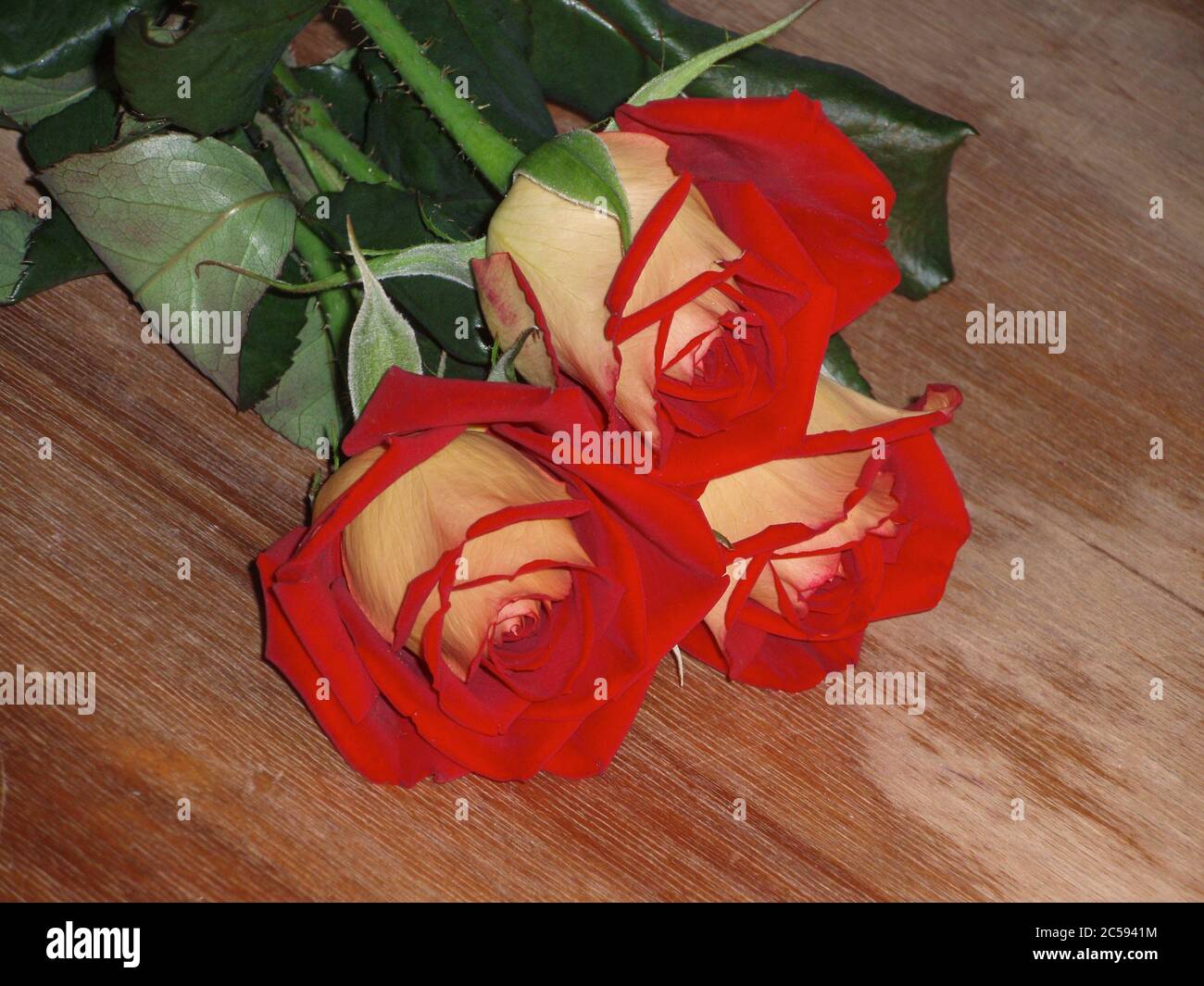 Two tone flower hi-res stock photography and images - Alamy