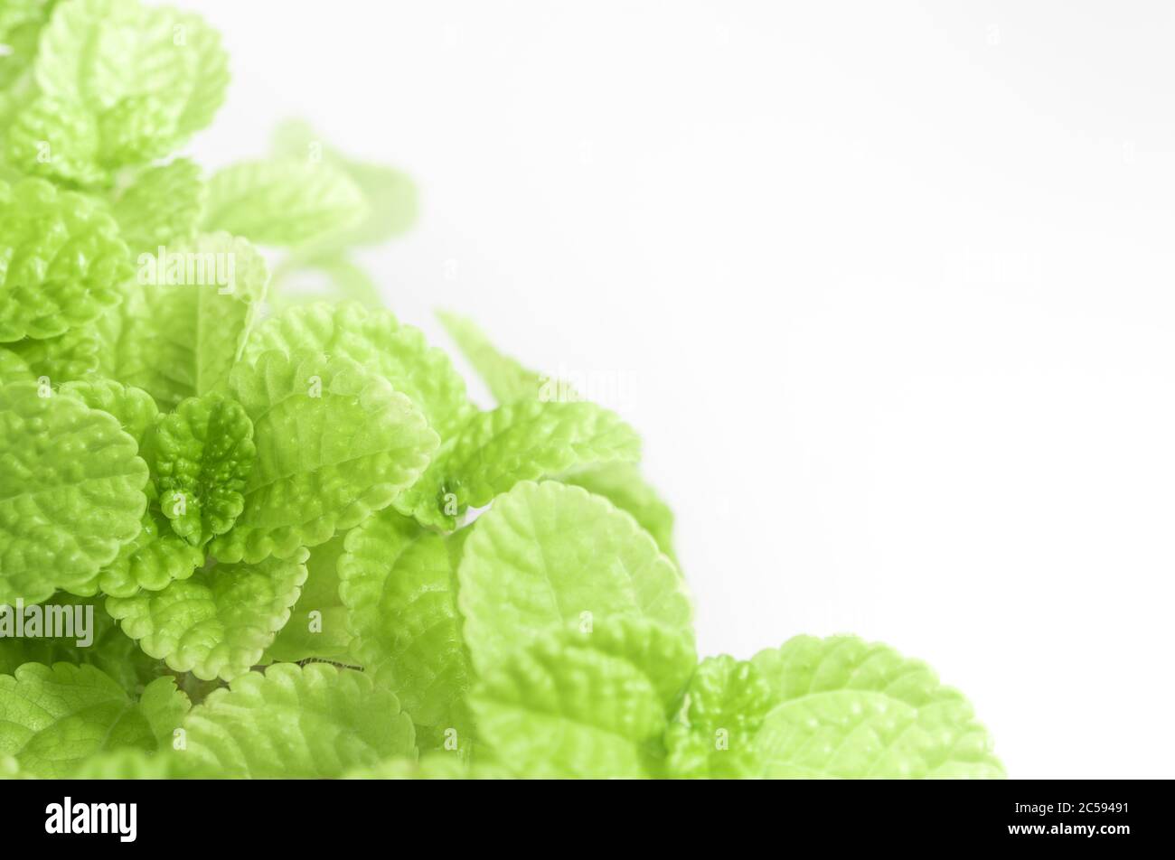 Surface texture on Leaves of ornamental plant as nature background ...