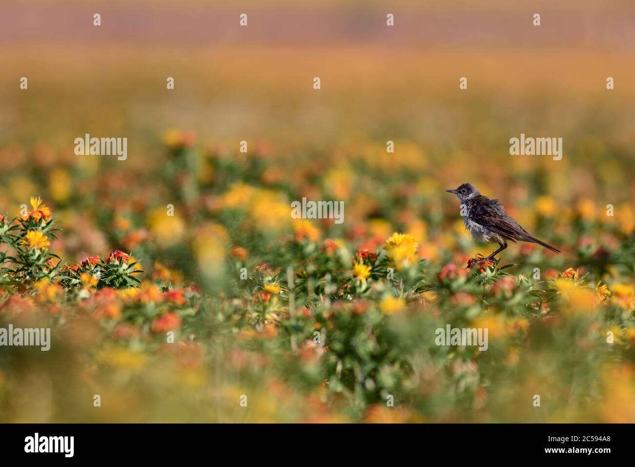 Colorful flowers. Carthamus Tinctorius. Colorful safflower field ...