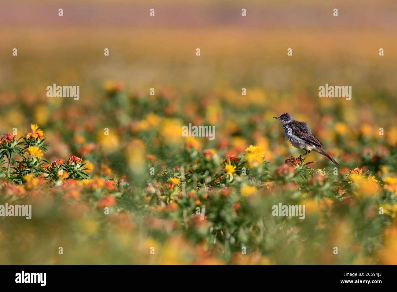 Colorful flowers. Carthamus Tinctorius. Colorful safflower field ...