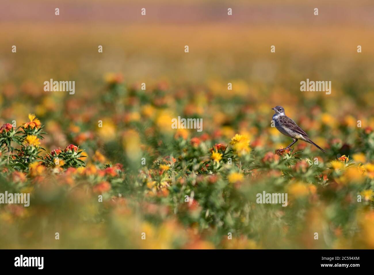Colorful flowers. Carthamus Tinctorius. Colorful safflower field ...