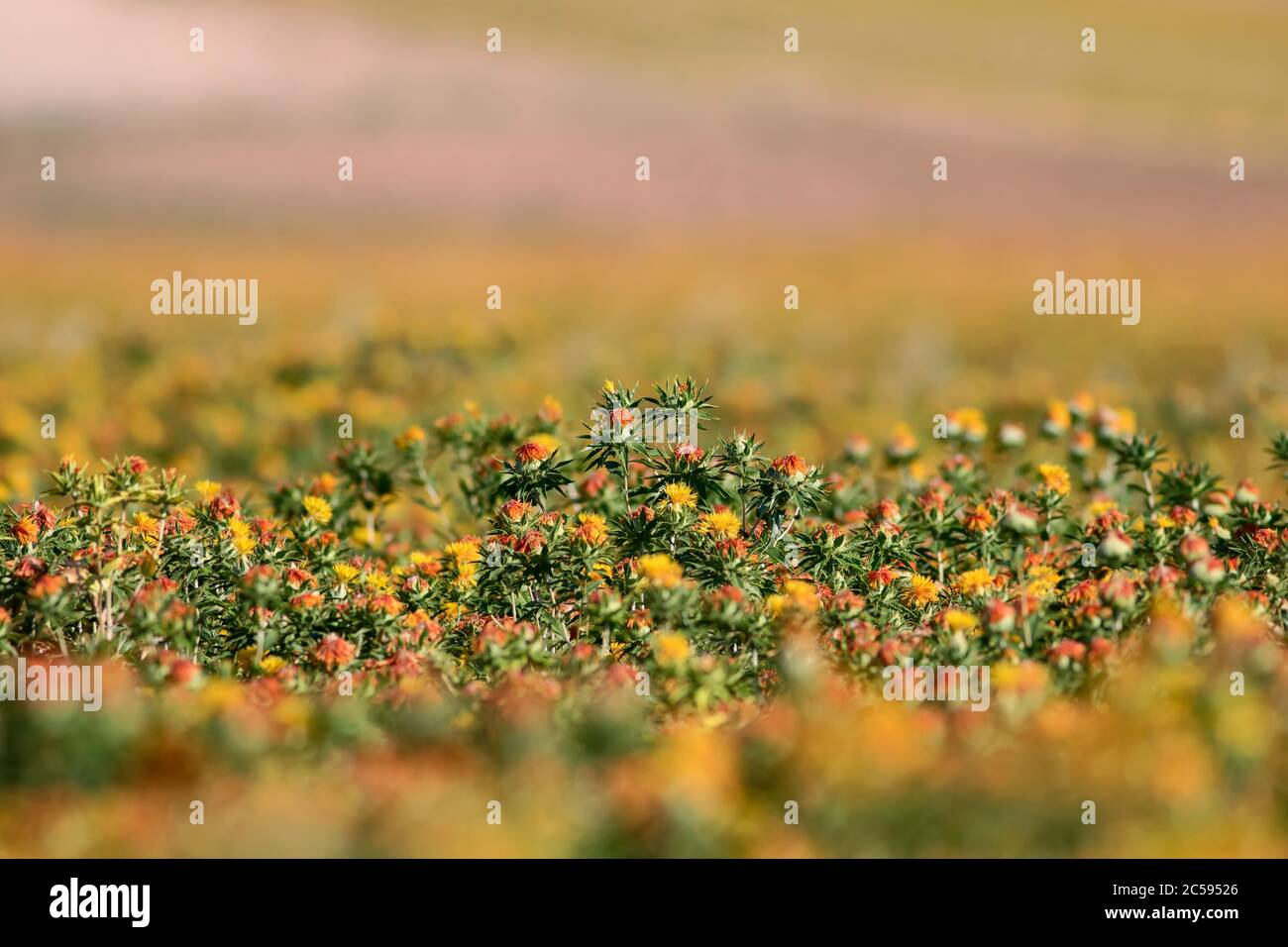 Colorful flowers. Carthamus Tinctorius. Colorful safflower field ...