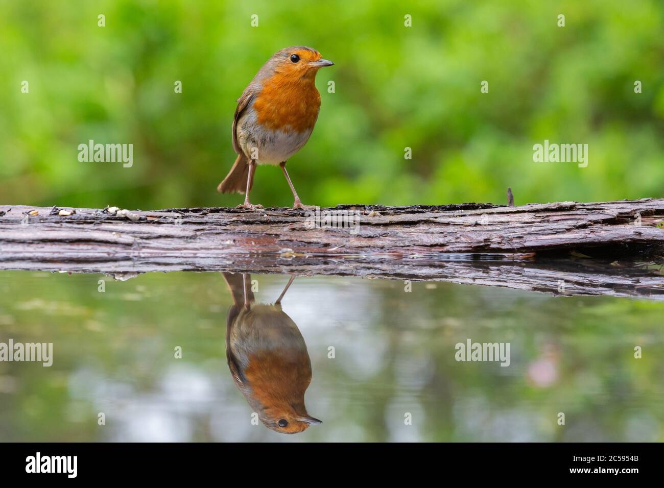 Robin full reflection hi-res stock photography and images - Alamy