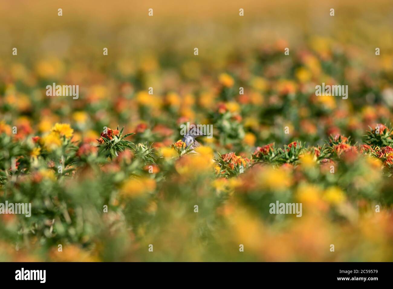 Colorful flowers. Carthamus Tinctorius. Colorful safflower field ...