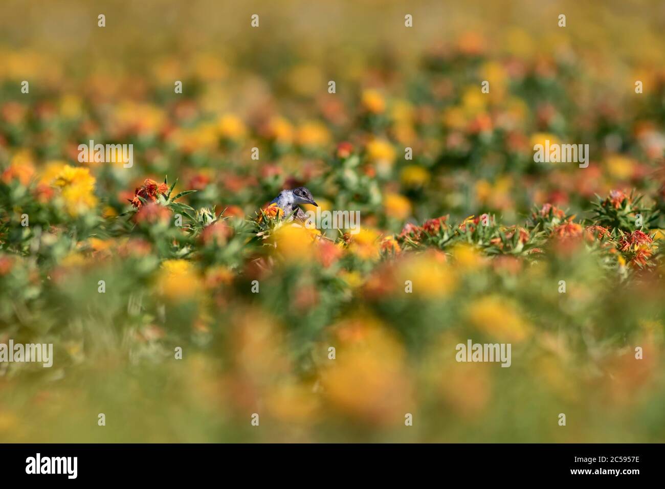 Colorful flowers. Carthamus Tinctorius. Colorful safflower field ...