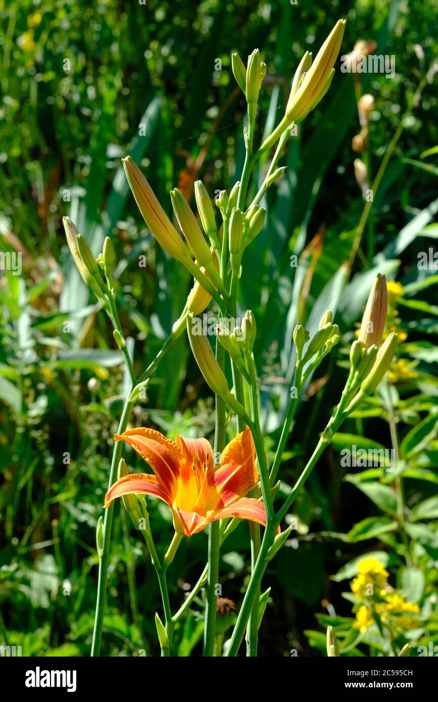 Orange daylily (Hemerocallis fulva) and multiple buds basking in the ...