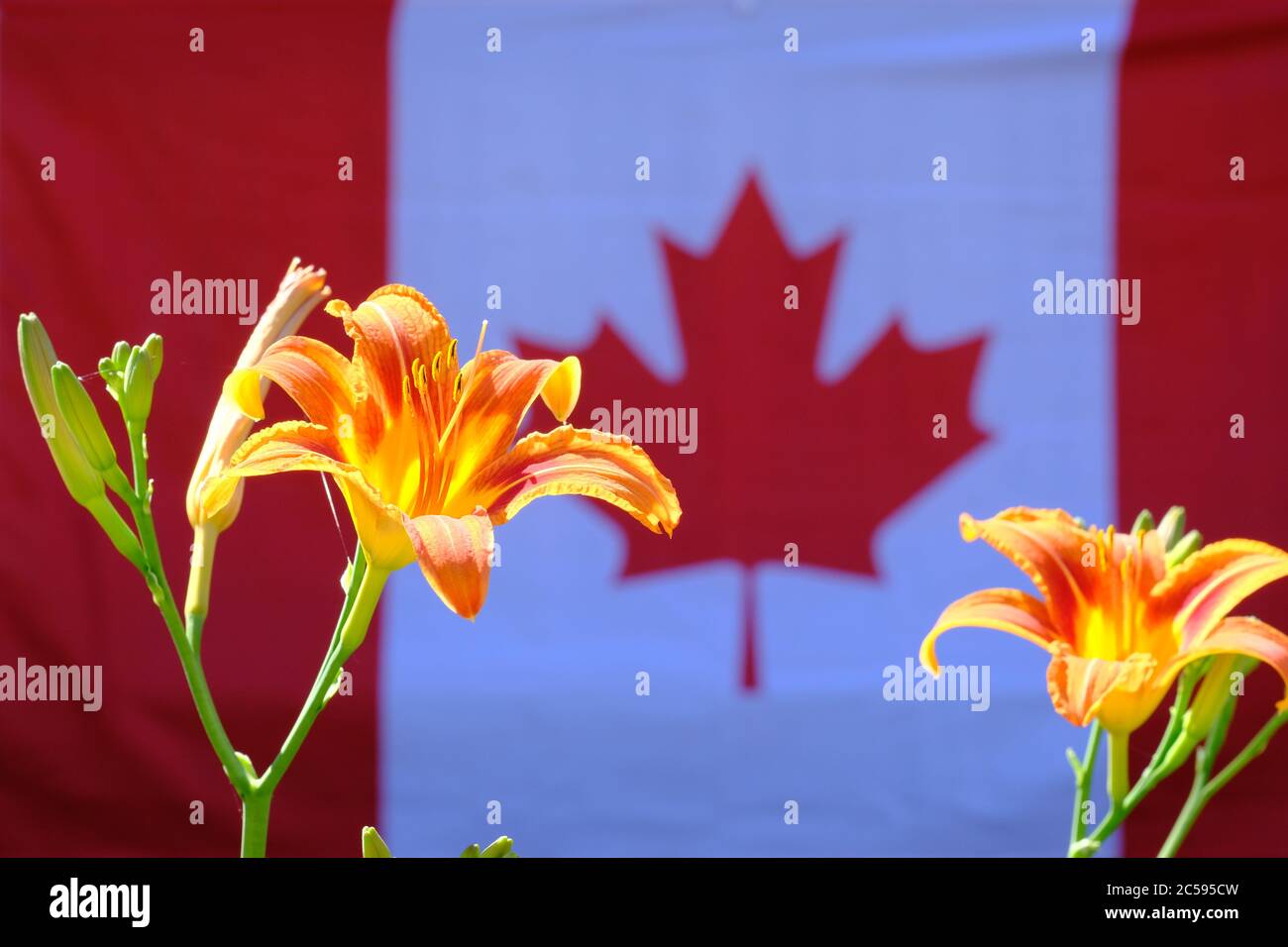 Orange and yellow daylily (Hemerocallis fulva) in front of a Canadian flag hanging from a ...