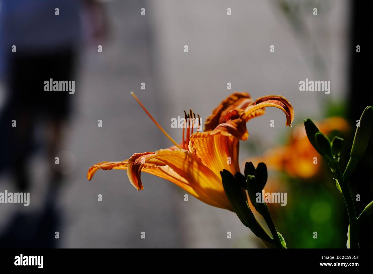Side on view of a single orange daylily (Hemerocallis fulva) glowing in ...