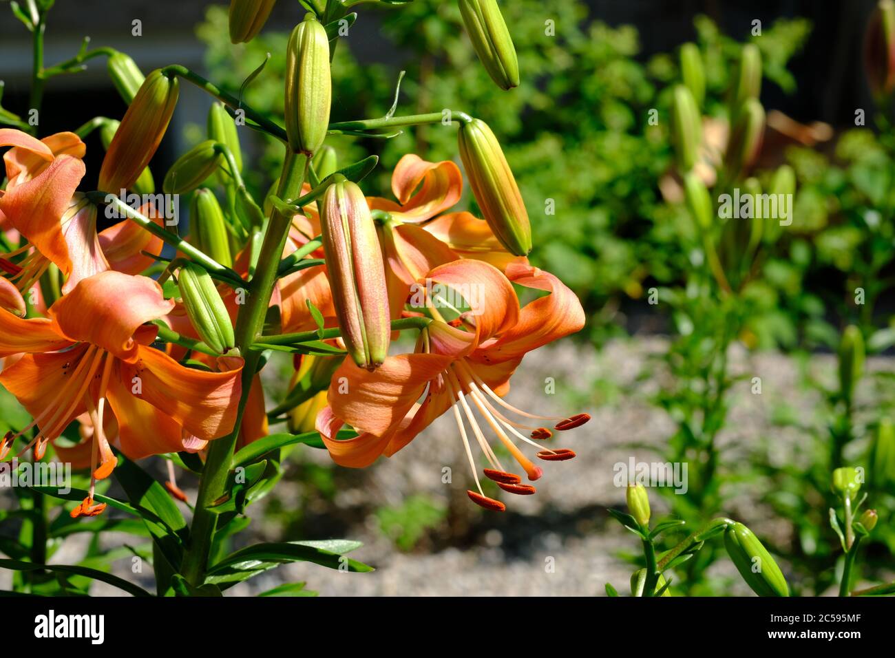 Beautiful light orange lilies (Lilium bulbiferum) and buds basking in ...