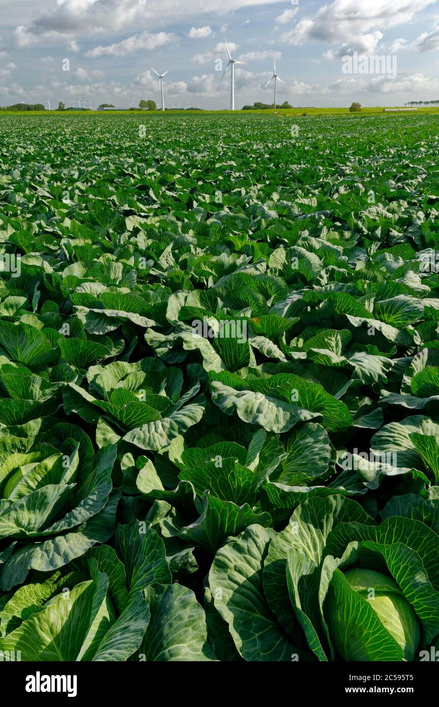 Field with green cabbage near Barlt, district of Dithmarschen ...