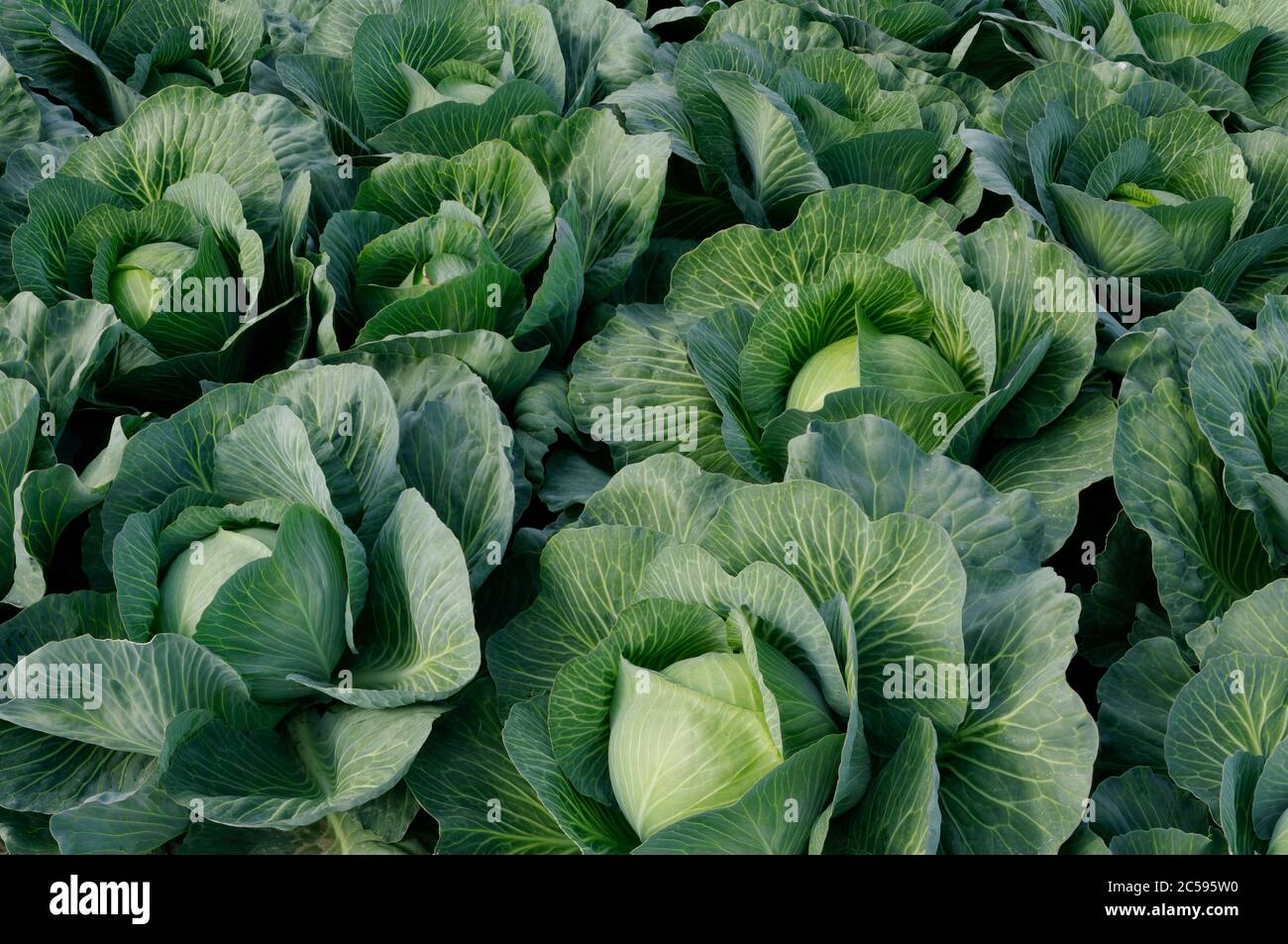 Field with green cabbage near Barlt, district of Dithmarschen ...