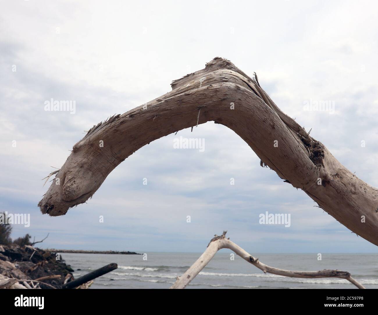 dry branch of a tree on the mouth of river like an head of a monster ...
