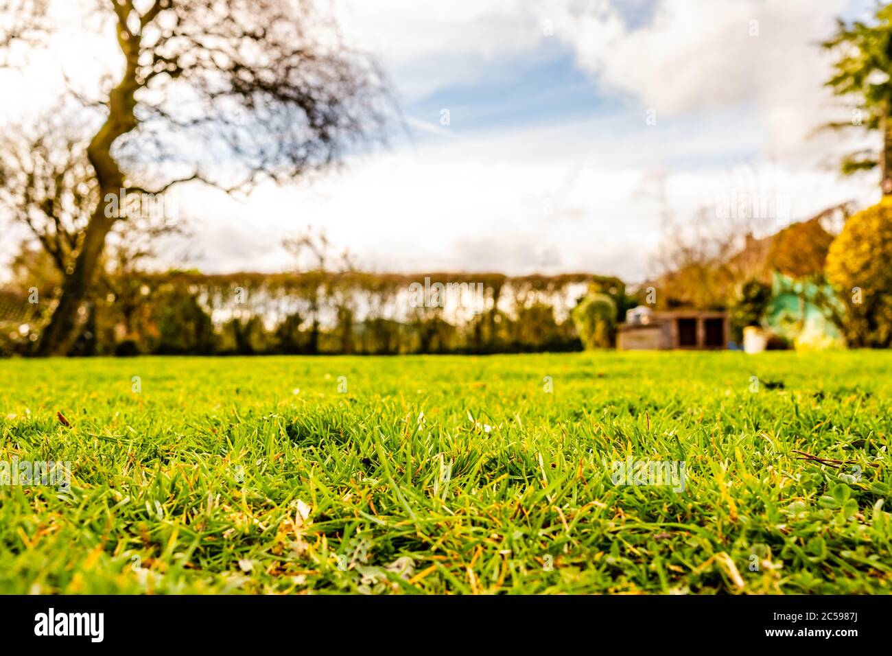 Shallow focus of a recently cut lawn seen in a large and well ...