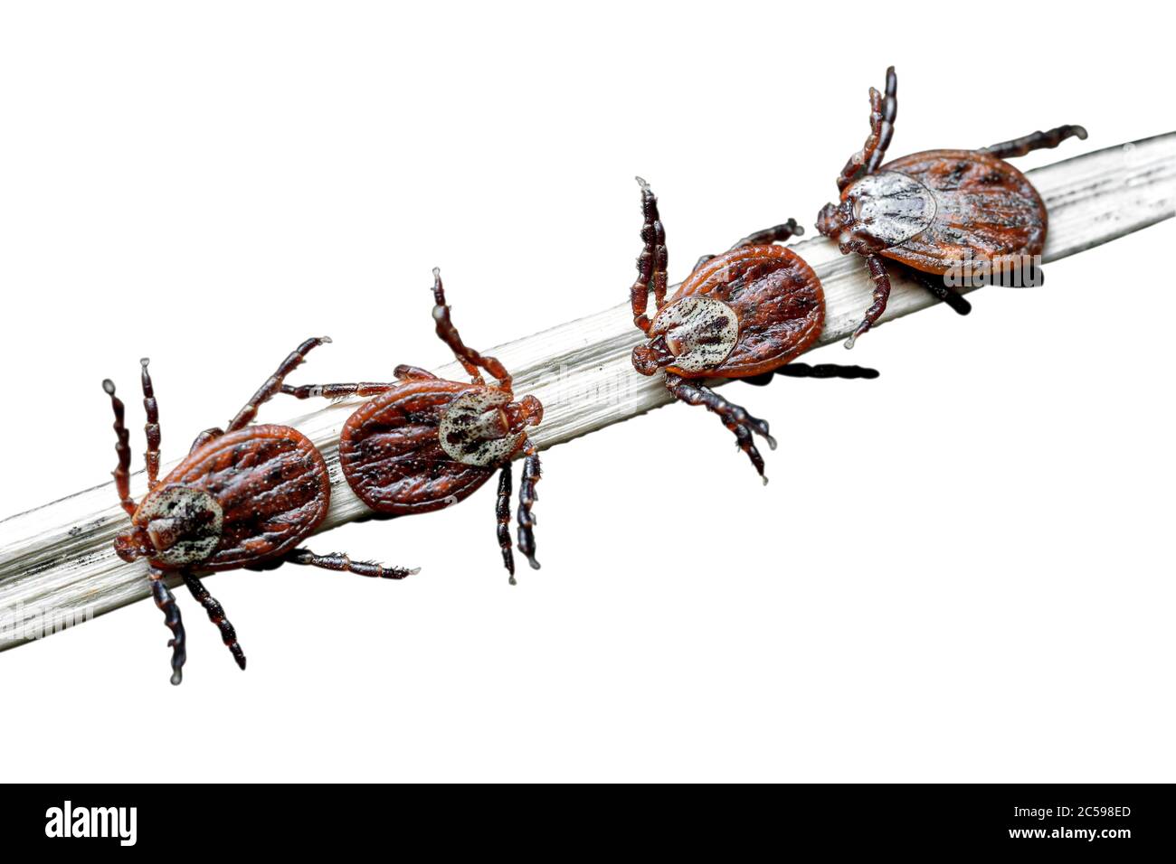 Grass mites Cut Out Stock Images & Pictures - Alamy