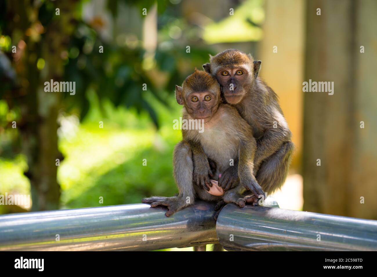 Two little monkeys hug while sitting on a fence Stock Photo - Alamy