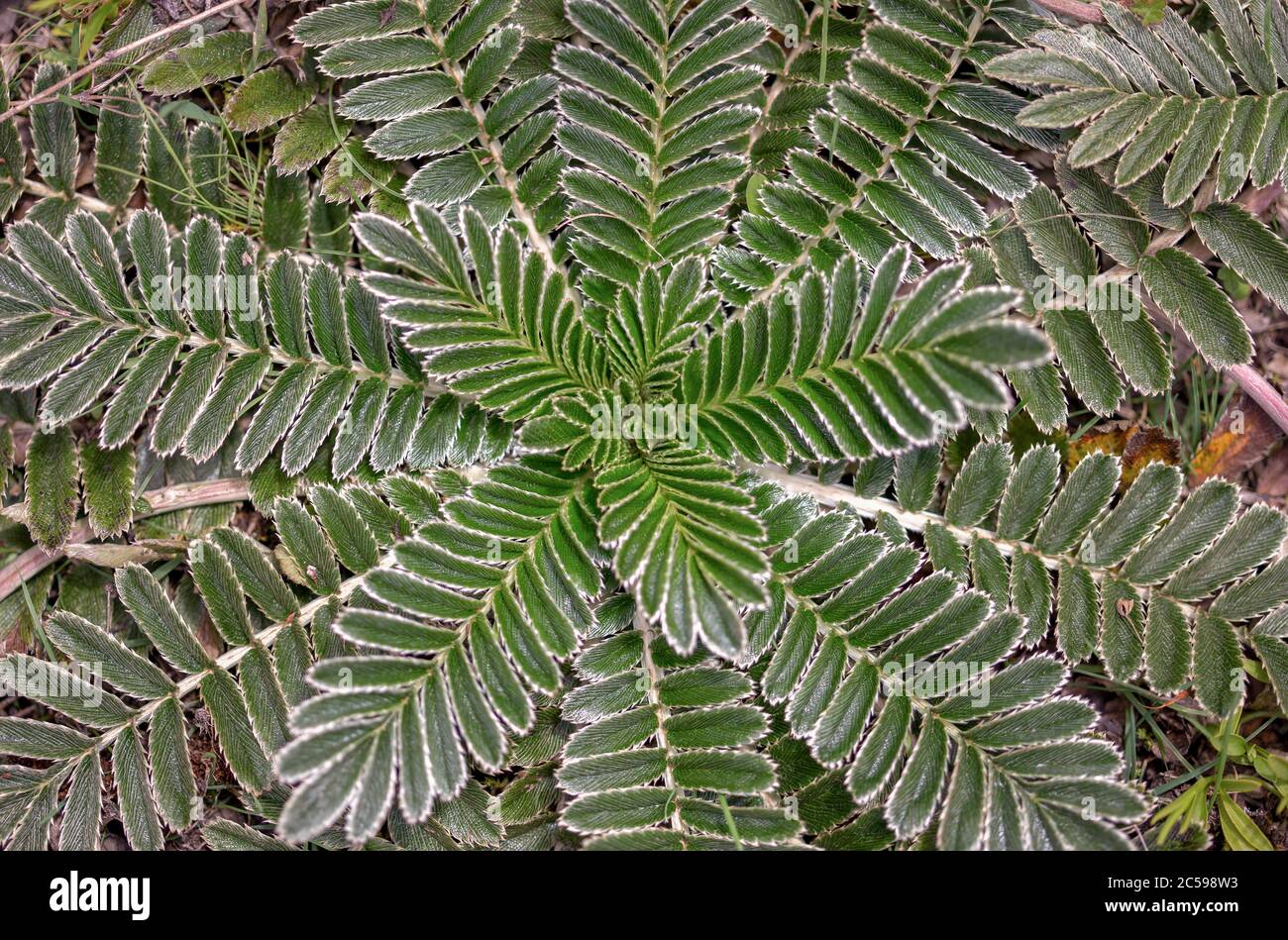 Macro photography of a Acaena cylindristachya plant, captured at the ...