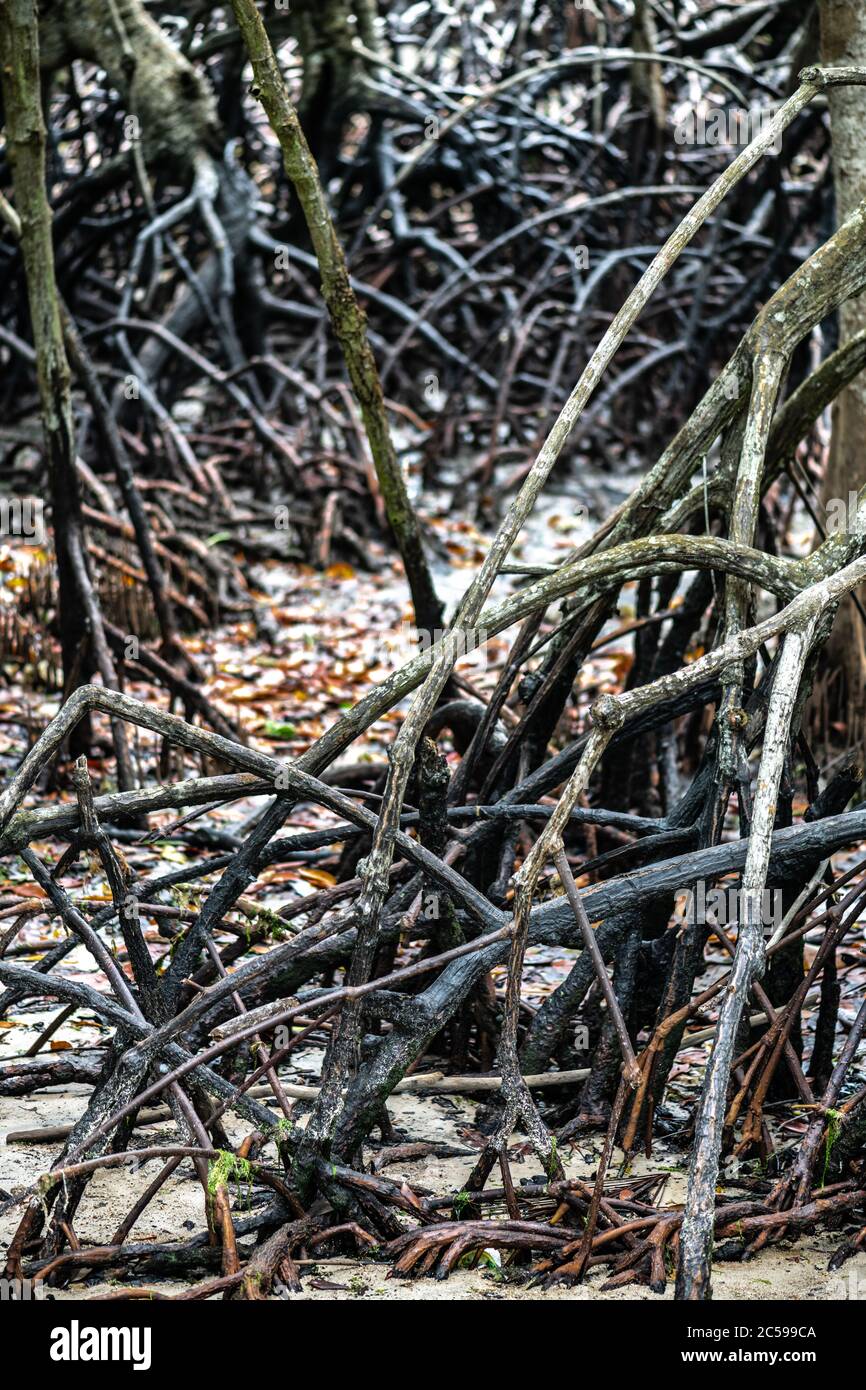 Lenggadai Roots (Bruguiera parviflora Stock Photo - Alamy