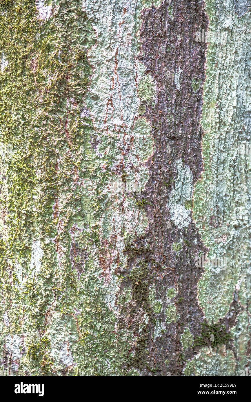 Bark of Monkey Jack or Perian Tree (Artocarpus rigidus Stock Photo - Alamy