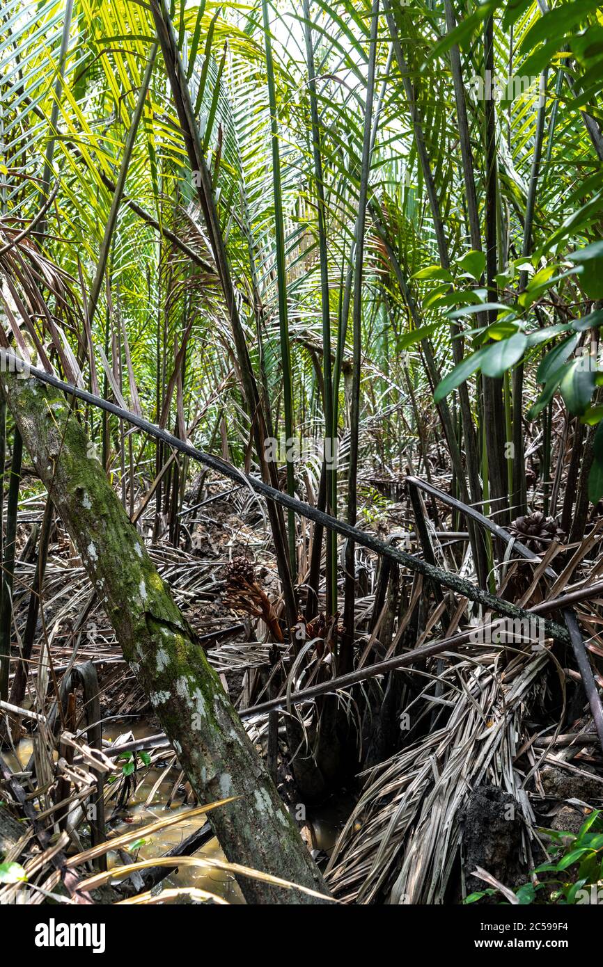 Nipah palm tree hi-res stock photography and images - Alamy