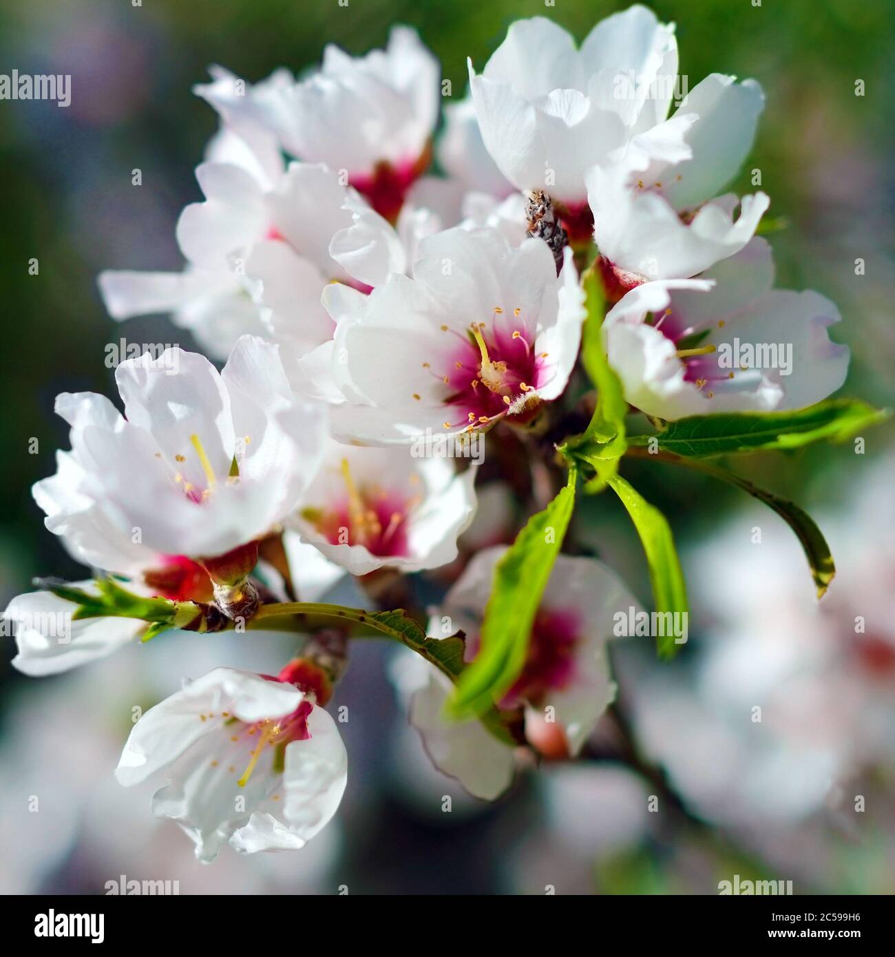 Flowering almond. Blooming tree at spring abstract background. Soft ...