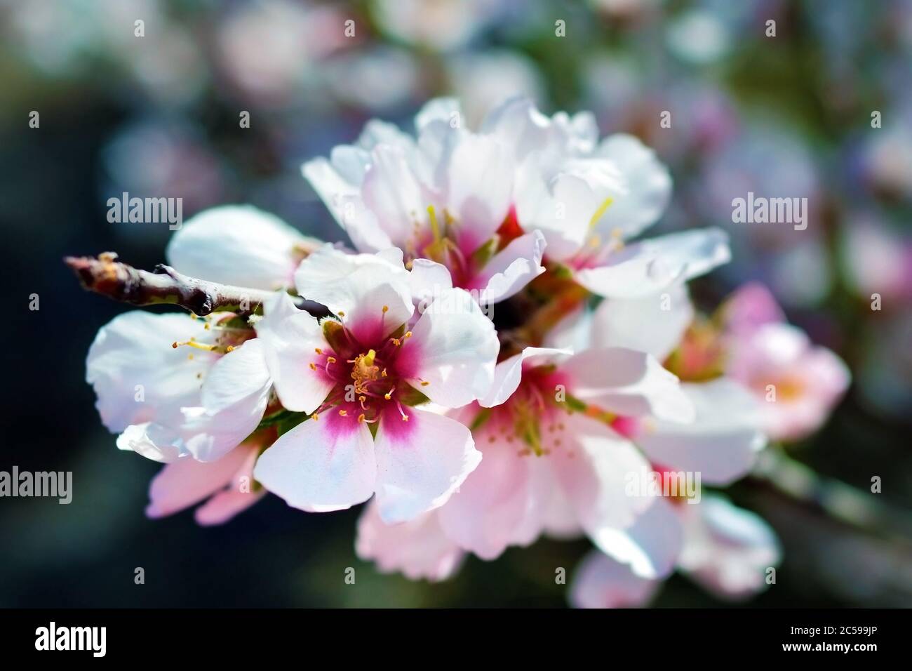 Flowering almond. Blooming tree at spring abstract background. Soft ...