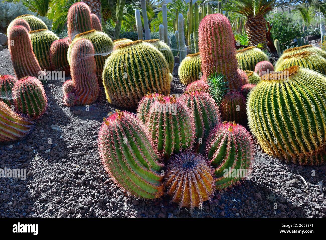 Beautiful tropical cactus garden, Gran Canaria. Spain Stock Photo - Alamy