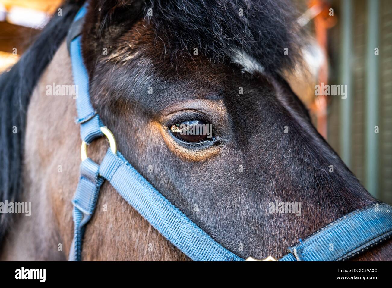 Close-up of a pony showing detail of his eye, main and harness area ...