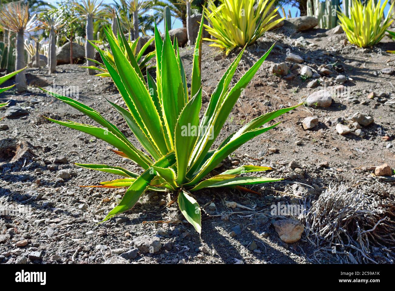 Agave americana (aurea-marginata) in the beautiful tropical cactus ...
