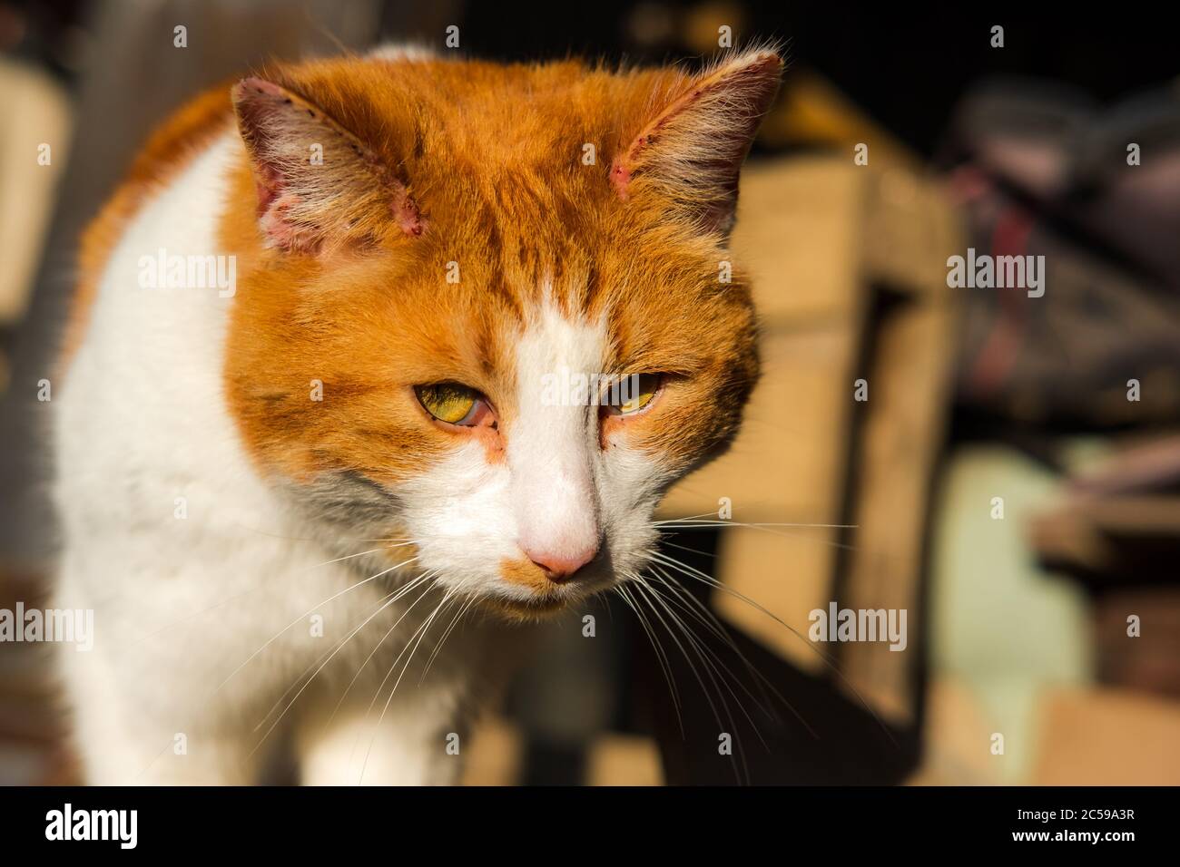 Close-up, portrait of an adult ginger Tom Cat seen outside a barn. He ...