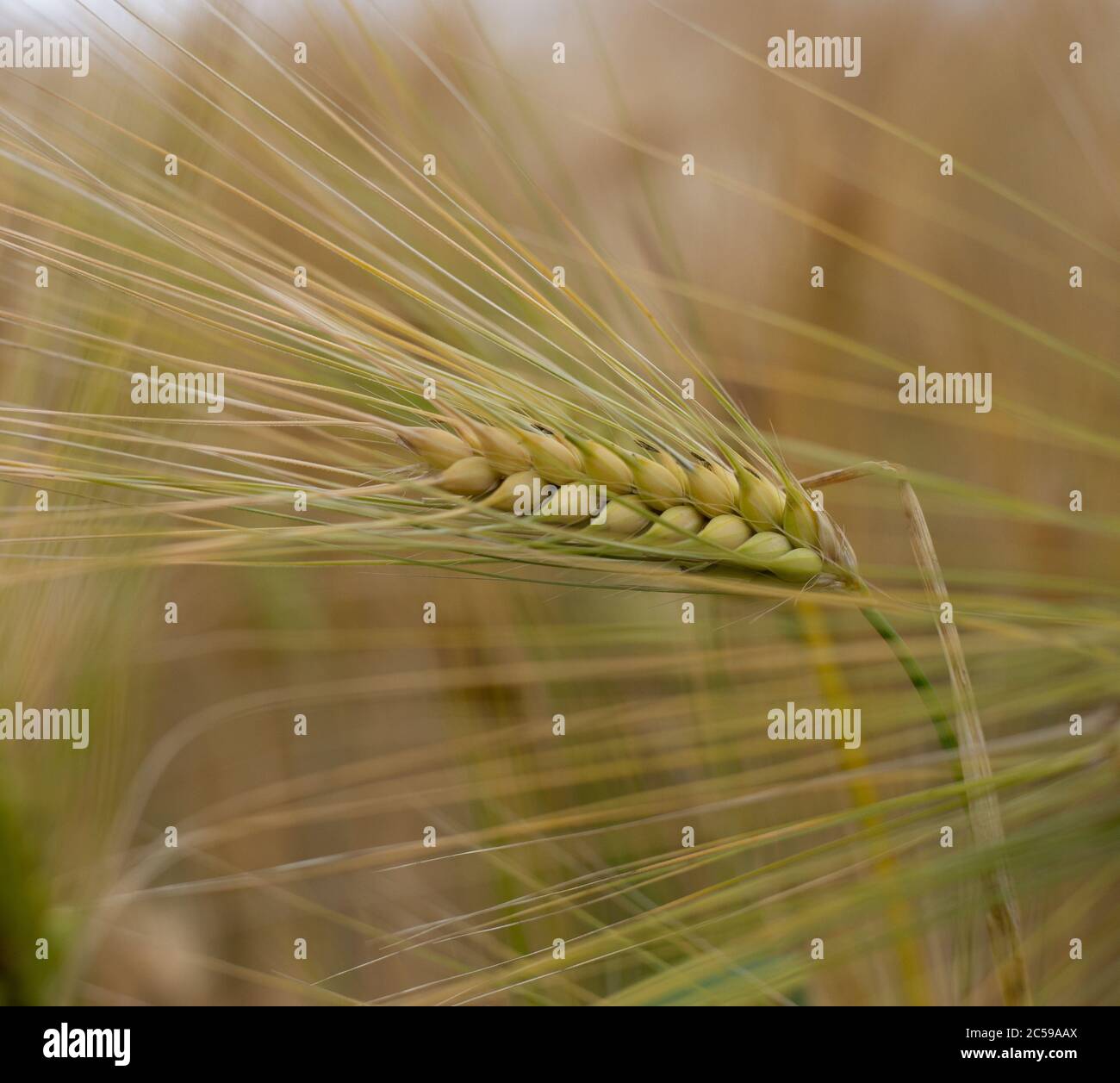 Grain planting grains hi-res stock photography and images - Alamy