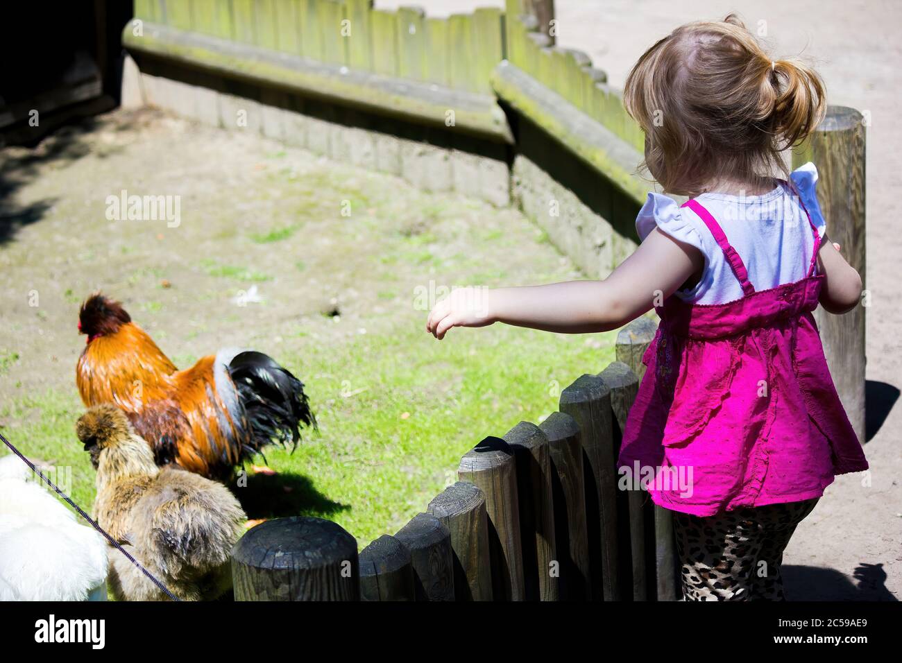 A rear view of little girl calling chicken and hen behind the fence ...
