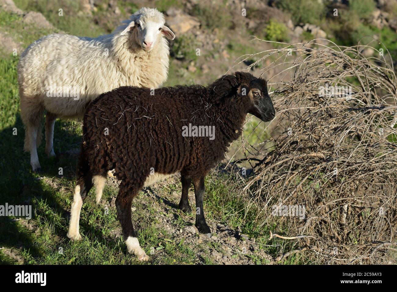 Two black sheeps hi-res stock photography and images - Alamy