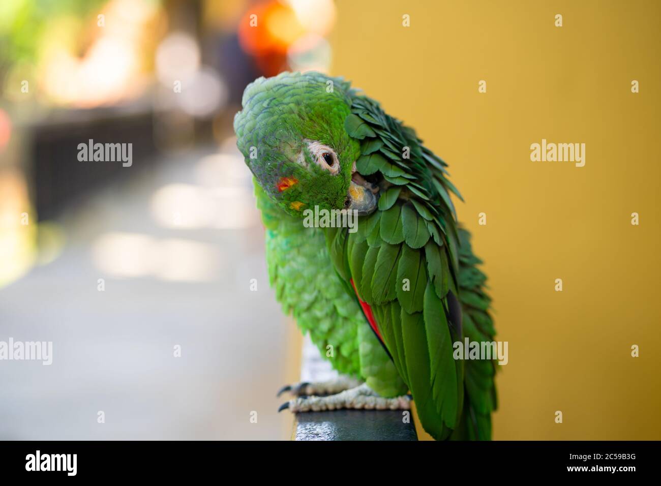 Green parrot close-up portrait. Bird park, wildlife Stock Photo - Alamy