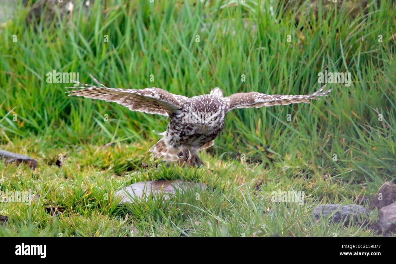 little owls preening after a rainstorm Stock Photo - Alamy