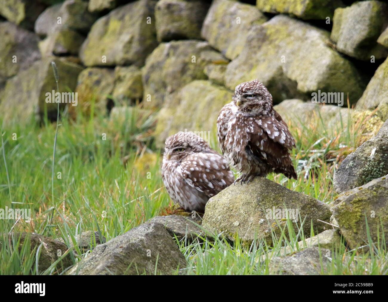little owls preening after a rainstorm Stock Photo - Alamy