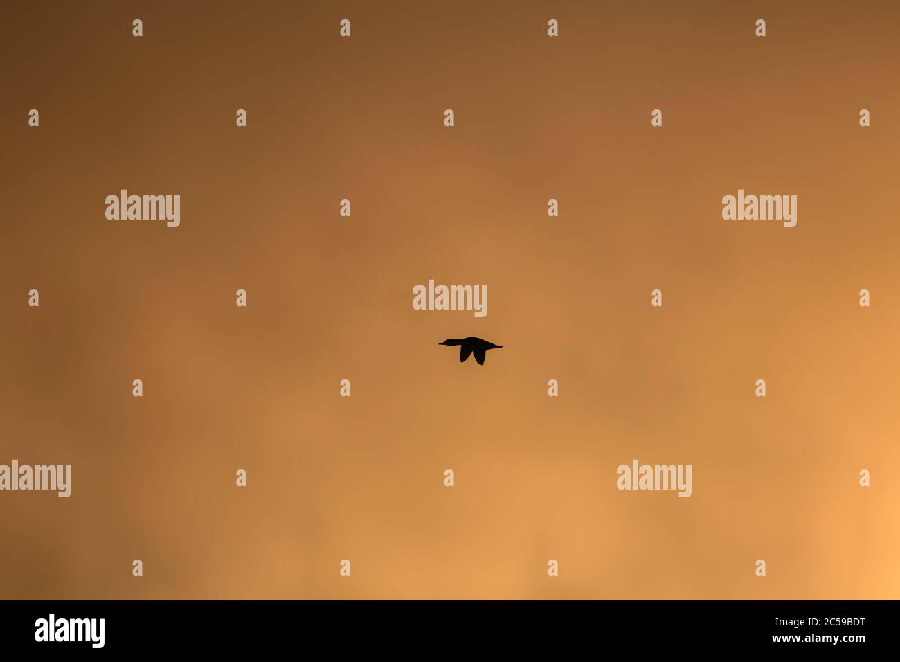 Fuggy nature. Sunset lake and bird. Foggy sunset nature background ...