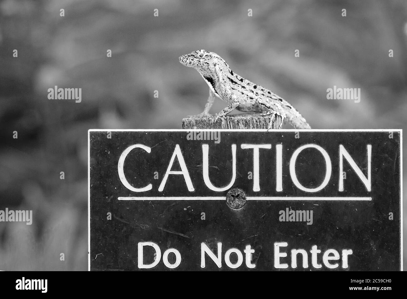 Lizard leather Black and White Stock Photos & Images - Alamy