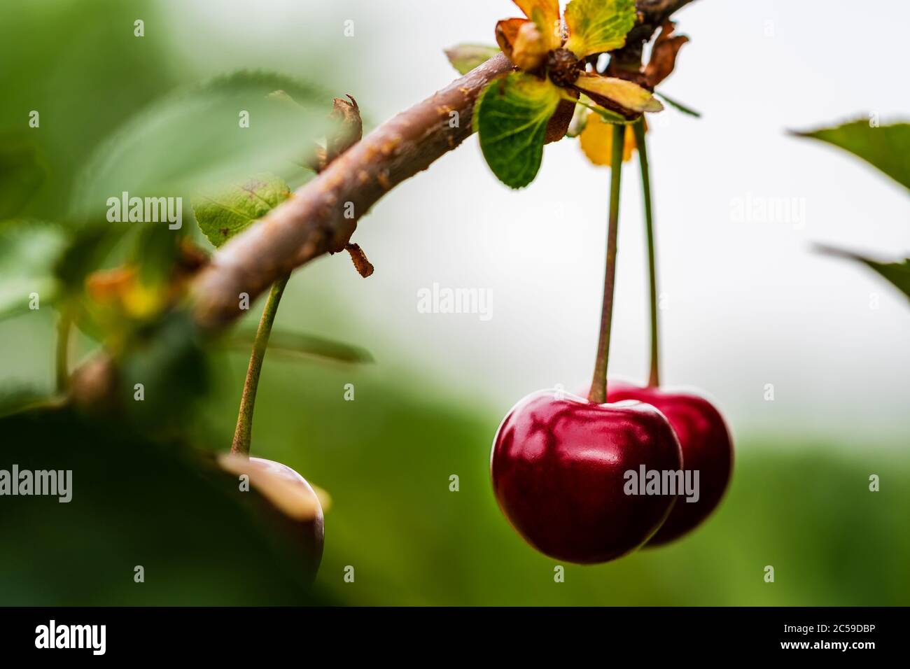 Cherry tree fruit hi-res stock photography and images - Alamy