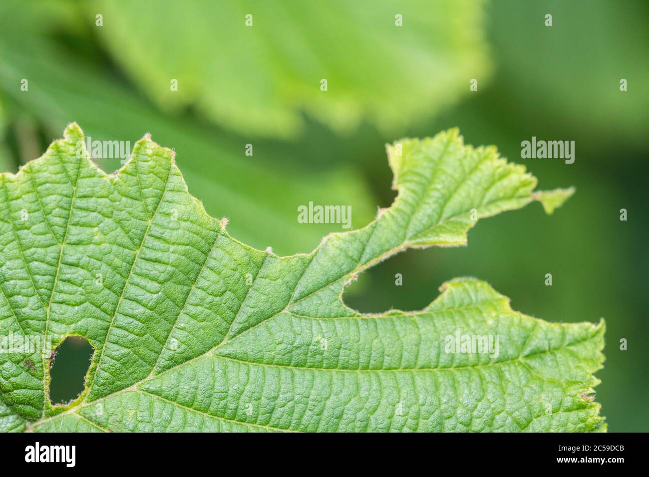 Plant insect damage hi-res stock photography and images - Alamy