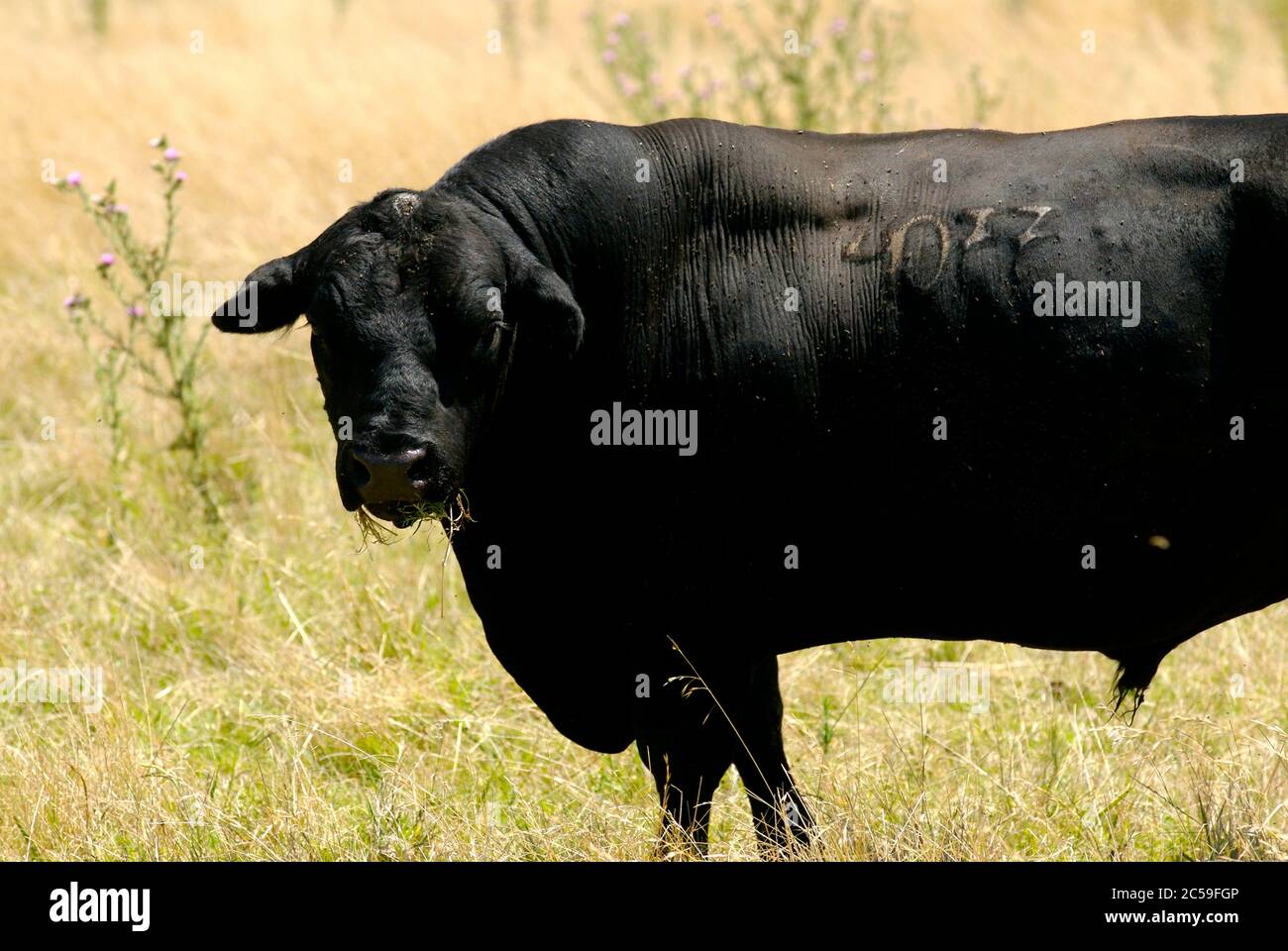 Argentina, aberdeen breed beef Stock Photo - Alamy