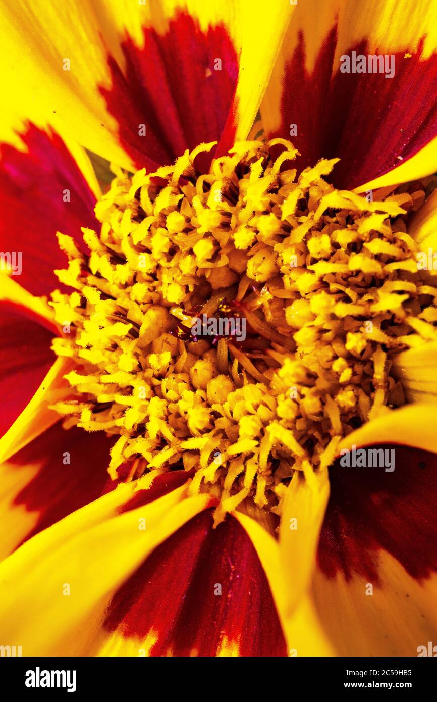 Close-up - Parts of a flower Stock Photo - Alamy