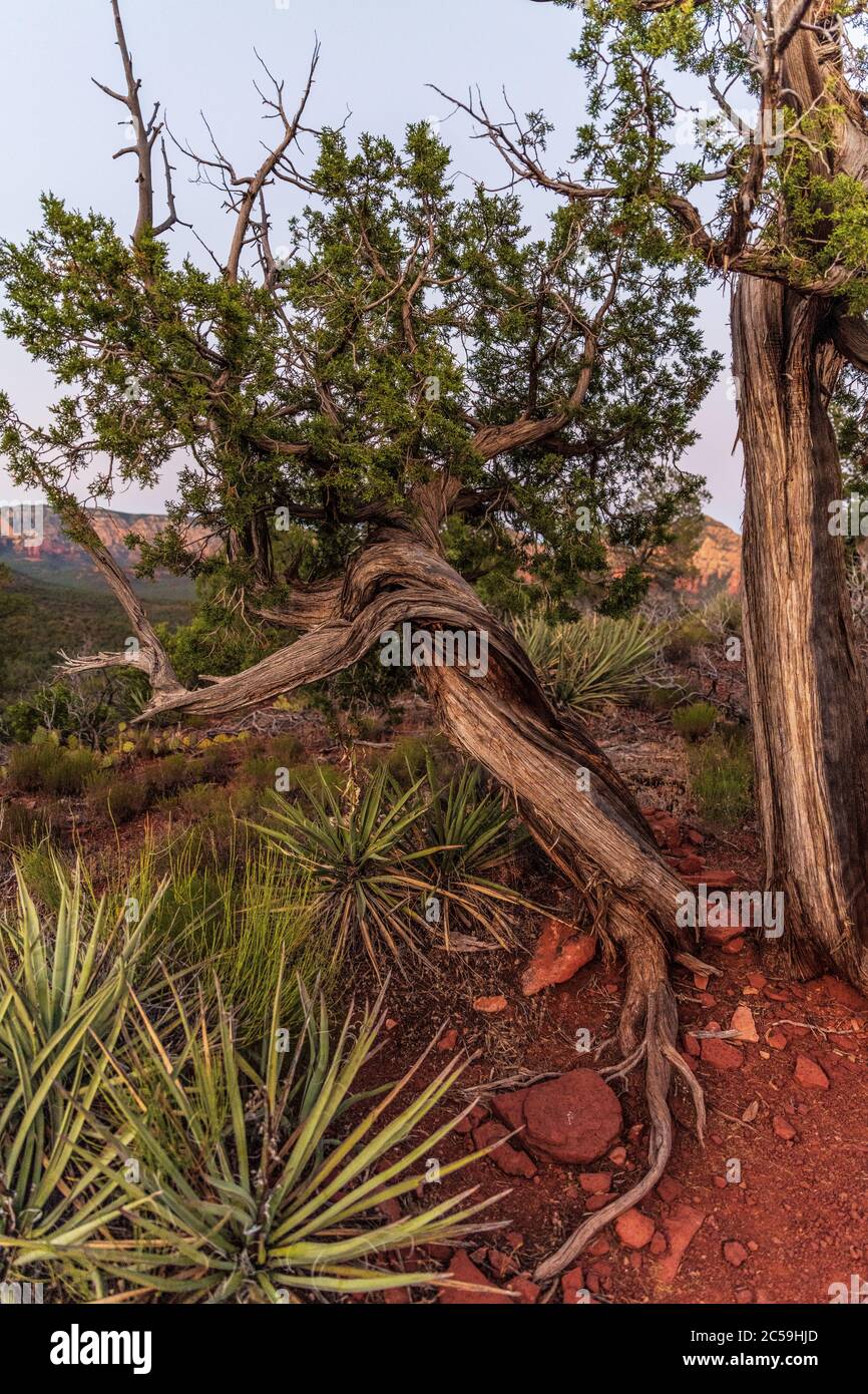 Twisted soil hi-res stock photography and images - Alamy