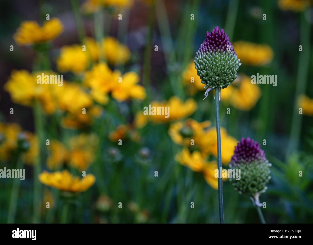 Allium Sphaerocephalon flower head in a mass of colour Stock Photo - Alamy