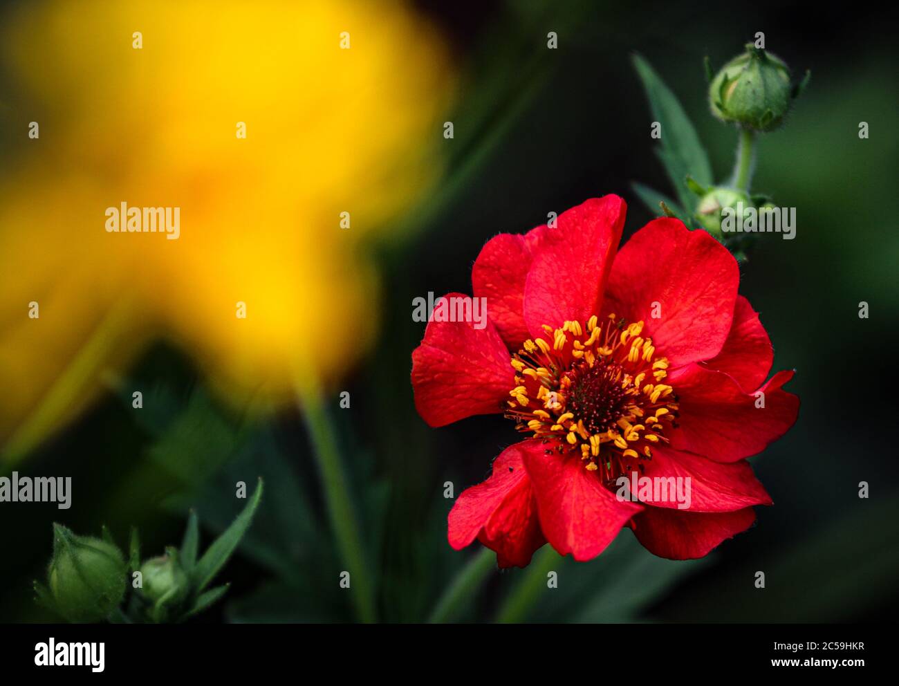 Perennial red geum hi-res stock photography and images - Alamy