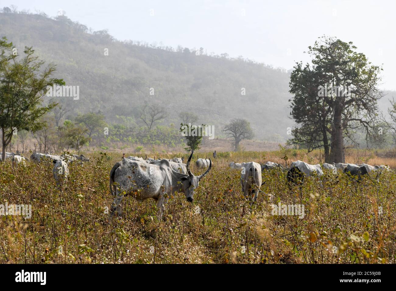 Benin horn hi-res stock photography and images - Alamy