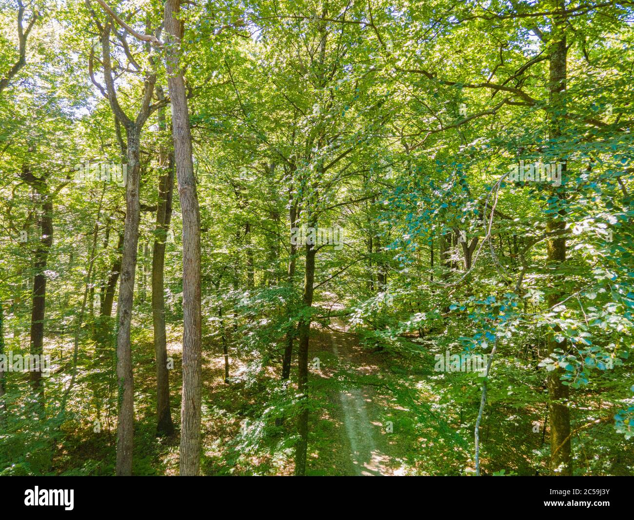 France, Seine et Marne, the forest of Fontainebleau (aerial view Stock ...