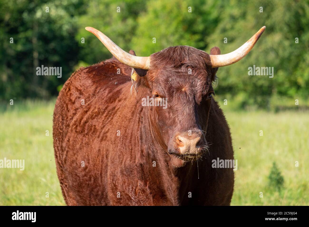 Salers cows hi-res stock photography and images - Alamy