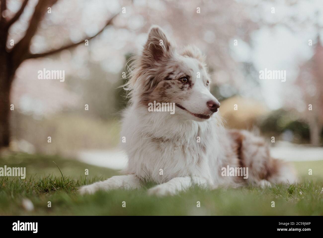 Australian red border collie hi-res stock photography and images - Alamy