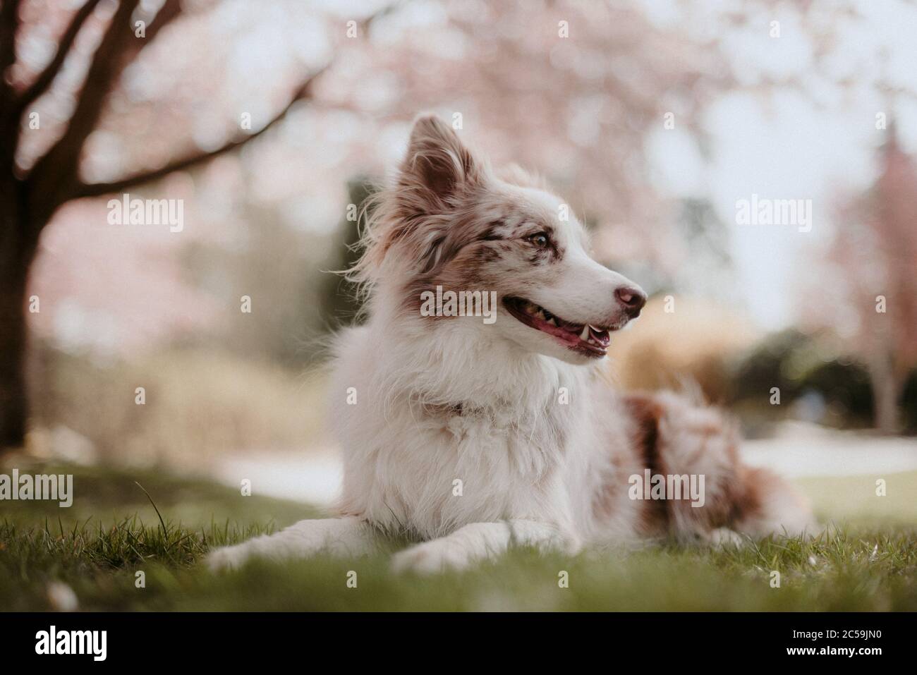 Australian red border collie hi-res stock photography and images - Alamy